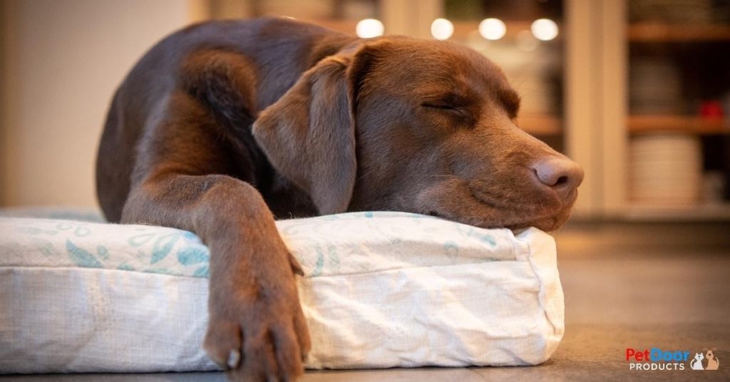 Dog Sleeping Positions and the Meaning Behind Them