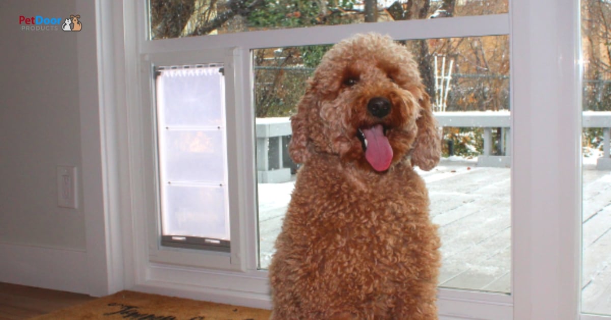 Dog Door Solutions for Big Breeds | Complete Pet Door Guide