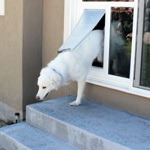 Modern Glass Dog Doors That Elevate Your Home’s Style